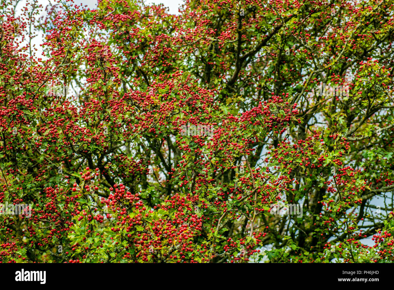 Hawthorn Trees High Resolution Stock Photography and Images - Alamy