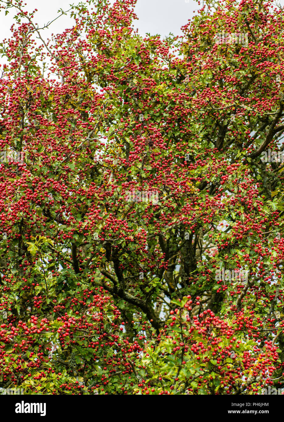 Black hawthorn berries hi-res stock photography and images - Alamy