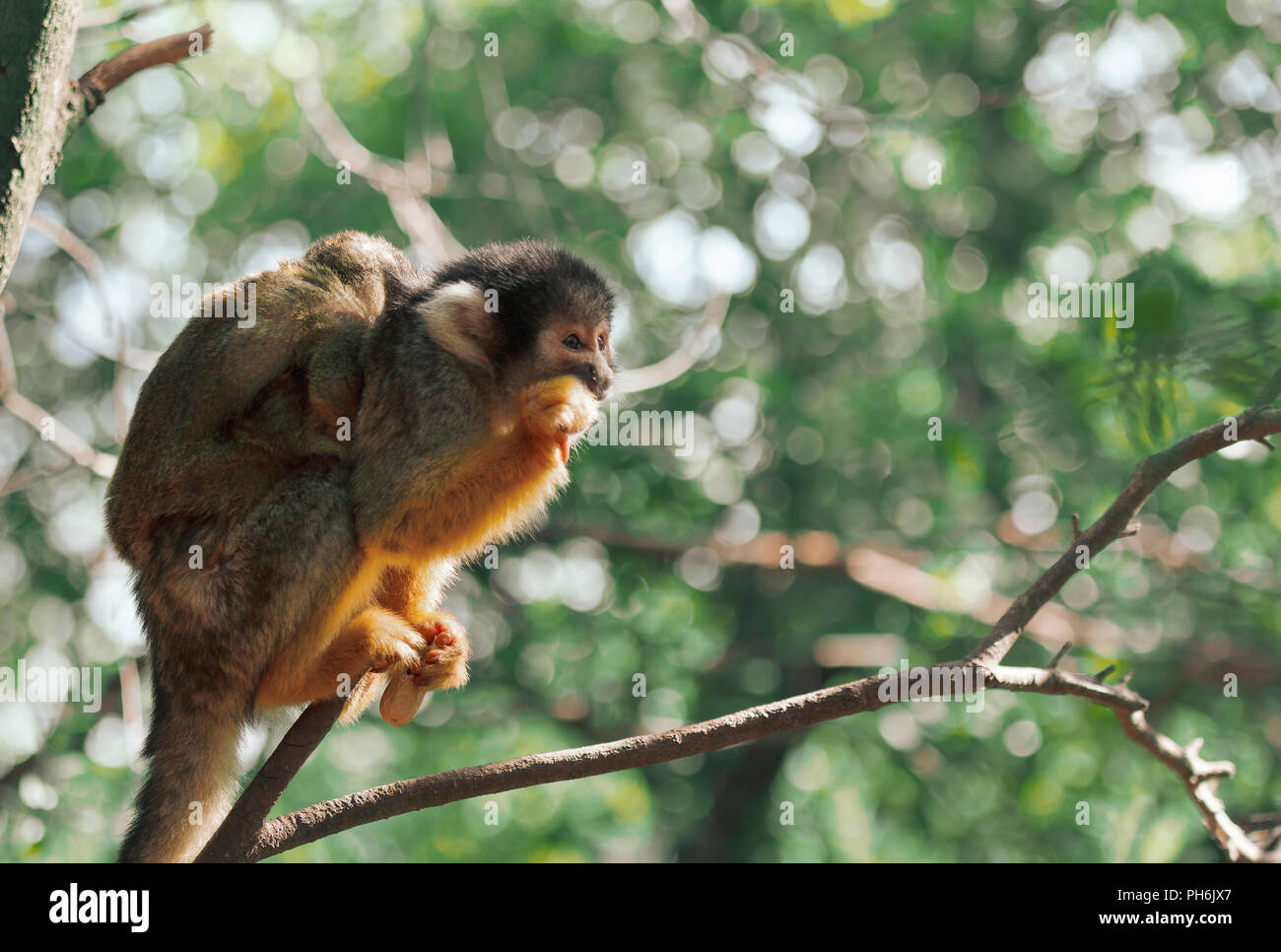 Saimiri sciureus primate mammal hi-res stock photography and images - Alamy
