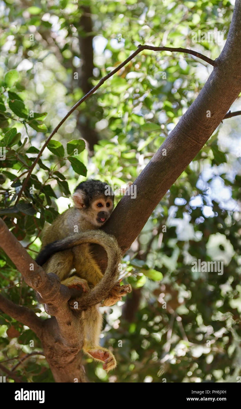 Rainforest squirrel monkey cute hi-res stock photography and images - Alamy