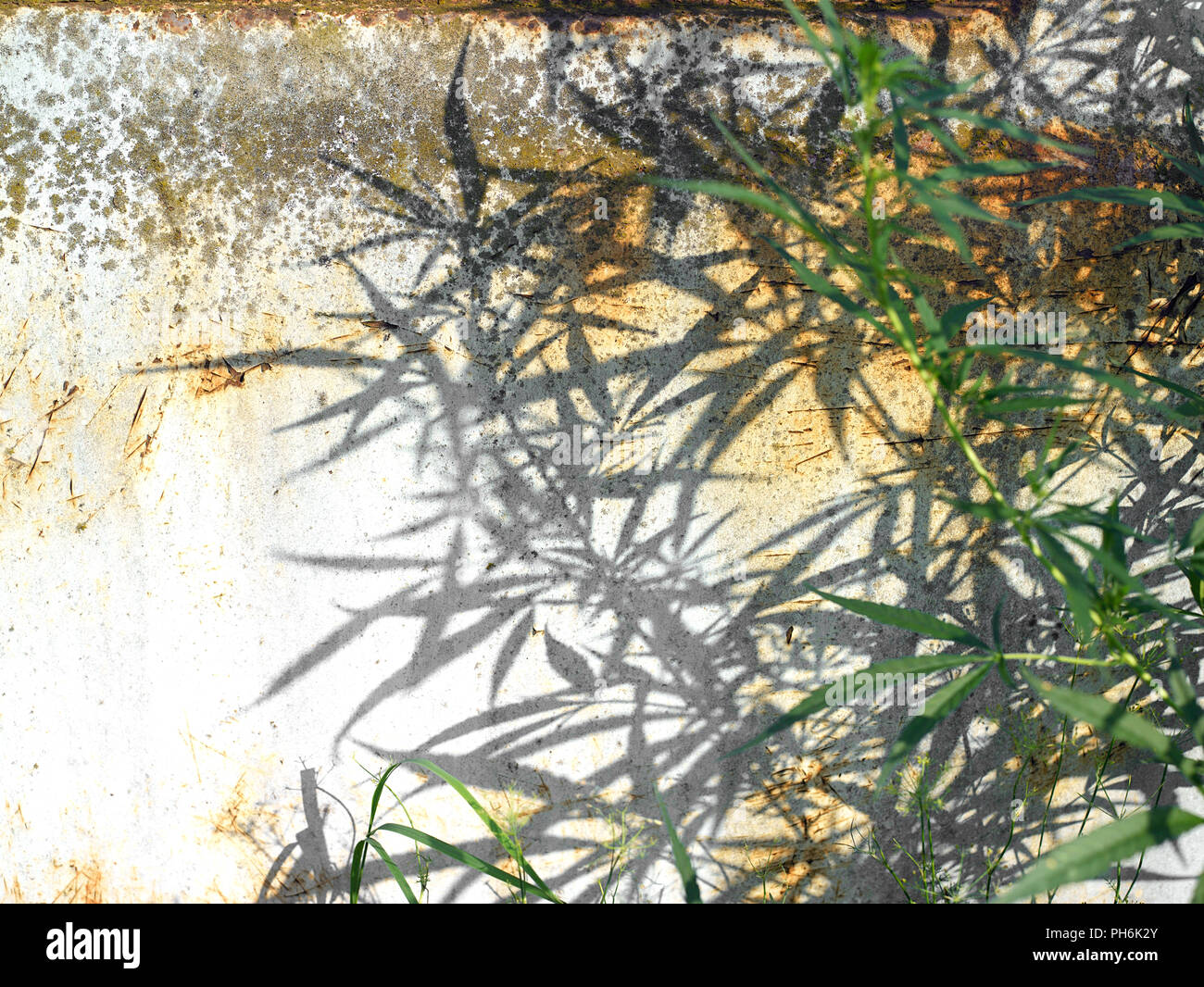 marijuana shadow on a rusty metal sheet, outdoor cropped shot Stock ...