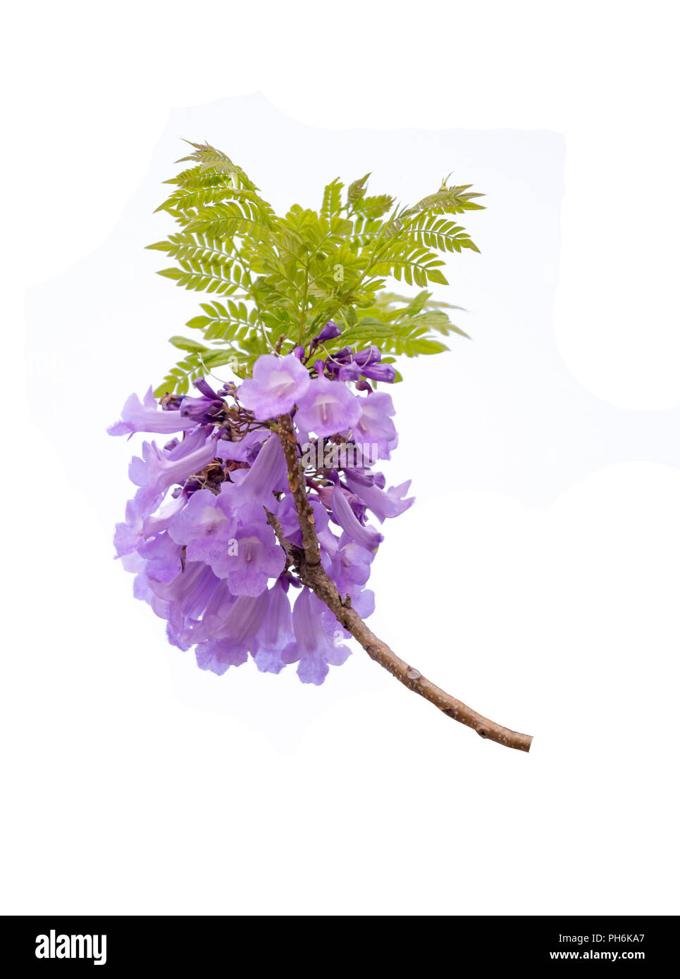 Close up of beautiful purple jacaranda trees, isolated on white ...