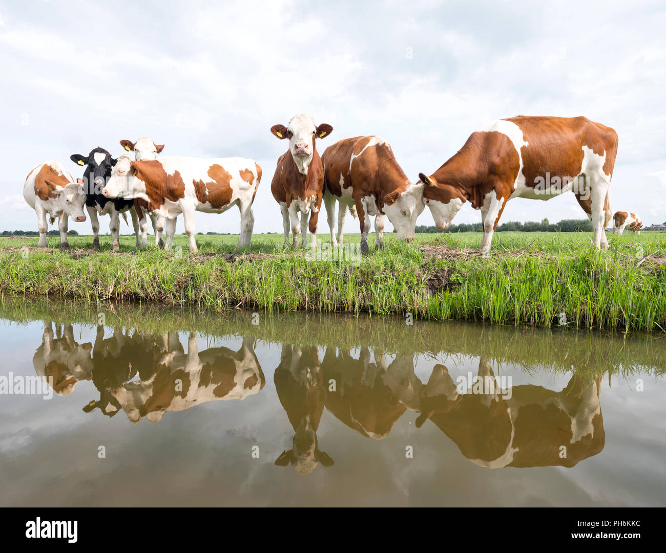 group of young red and white cows reflected in water of dutch canal in ...