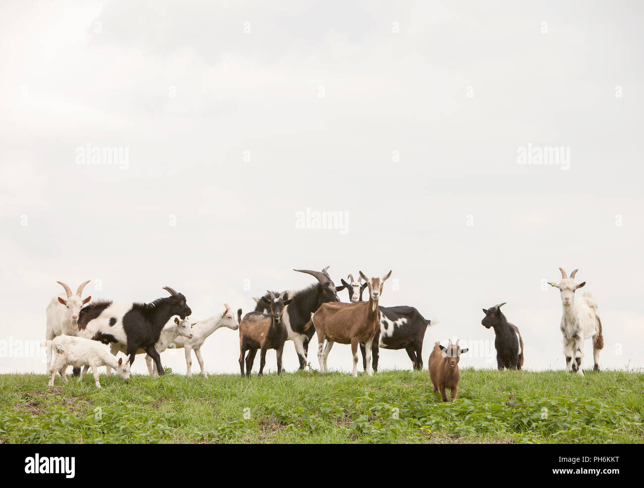 Dutch goat breed hi-res stock photography and images - Alamy