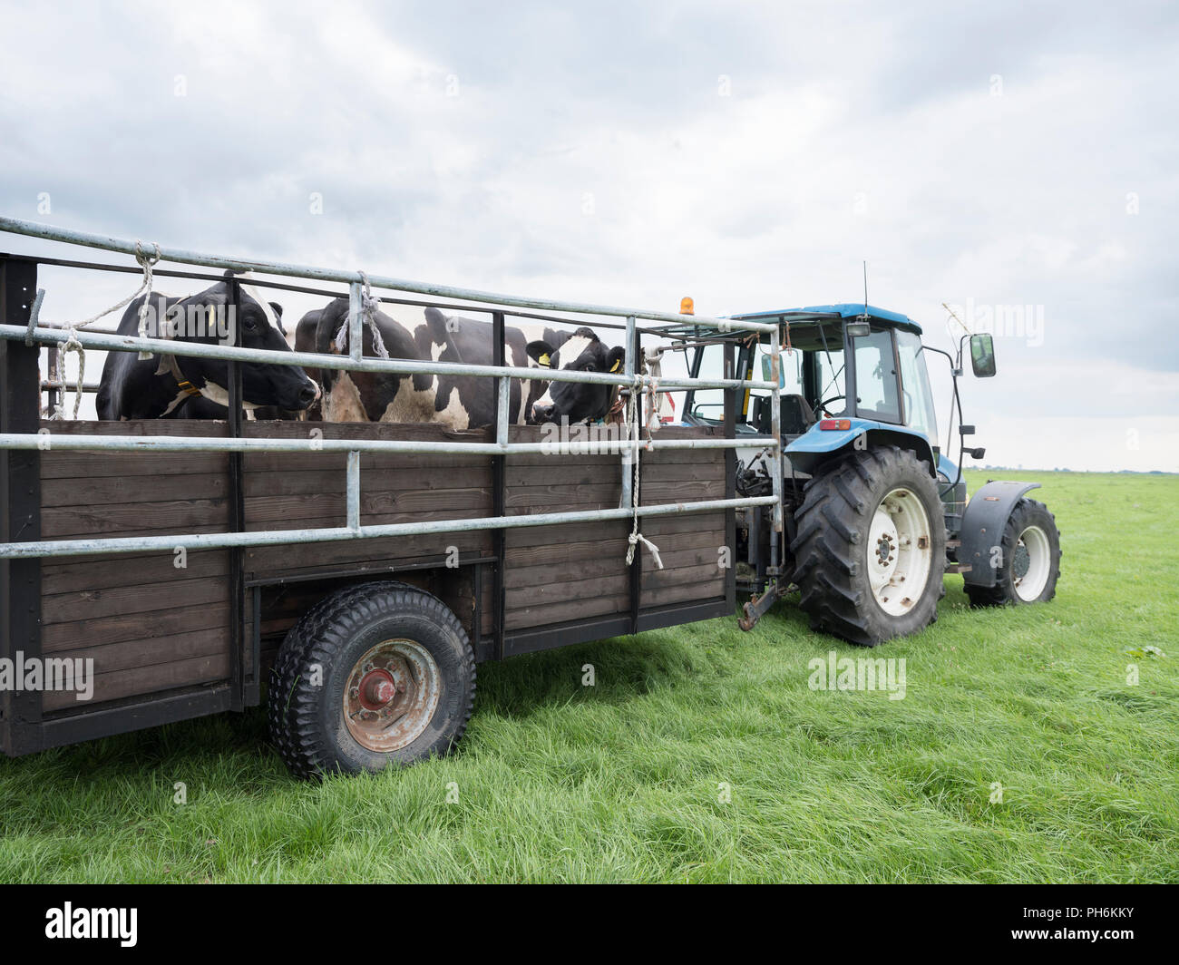 Beef cattle transport hi-res stock photography and images - Alamy