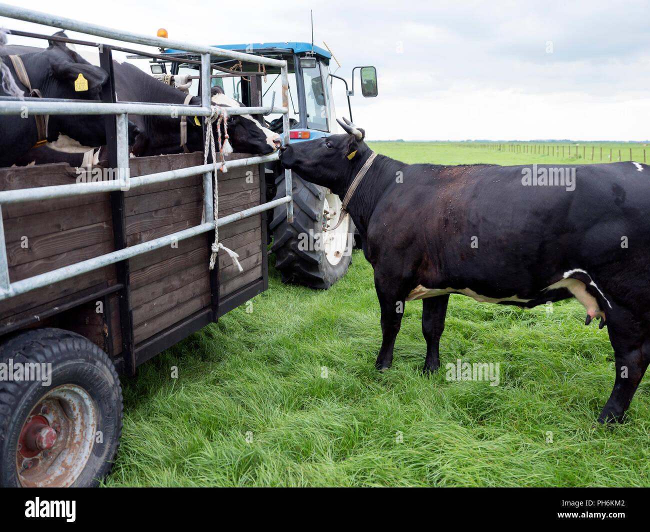 Beef cattle transport hi-res stock photography and images - Alamy