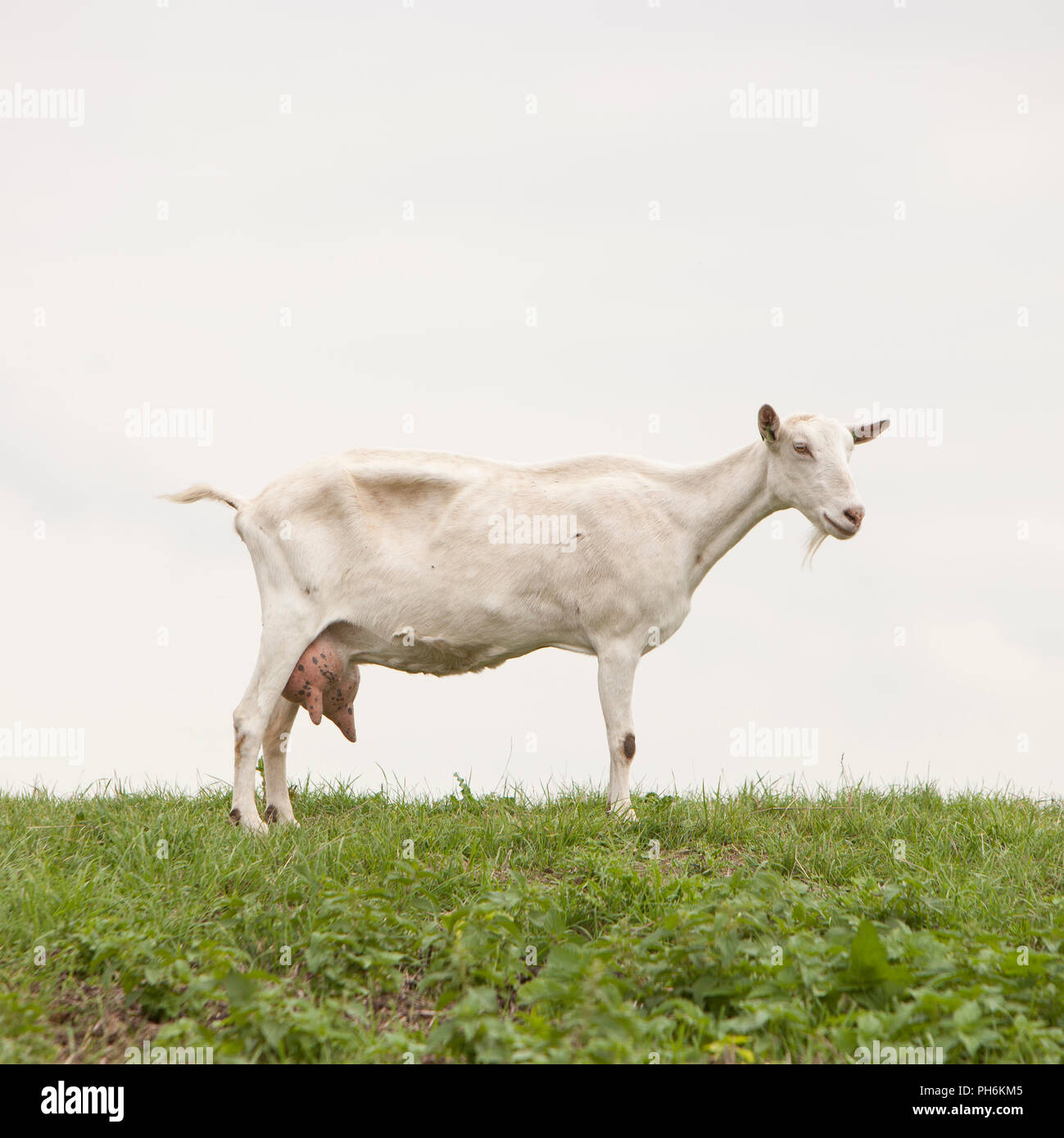Full udder hi-res stock photography and images - Alamy