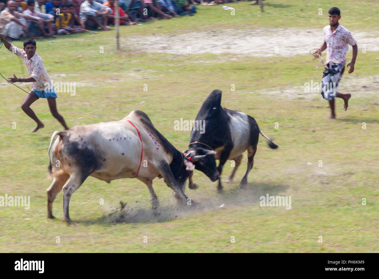 Traditional Bull Fight in the digholia,Khulna, Bangladesh Stock Photo ...