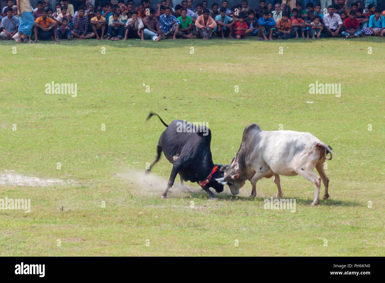 Desi bull hi-res stock photography and images - Alamy