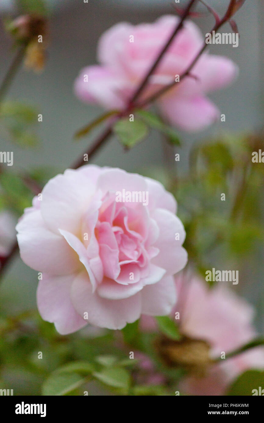 Running rose hi-res stock photography and images - Alamy