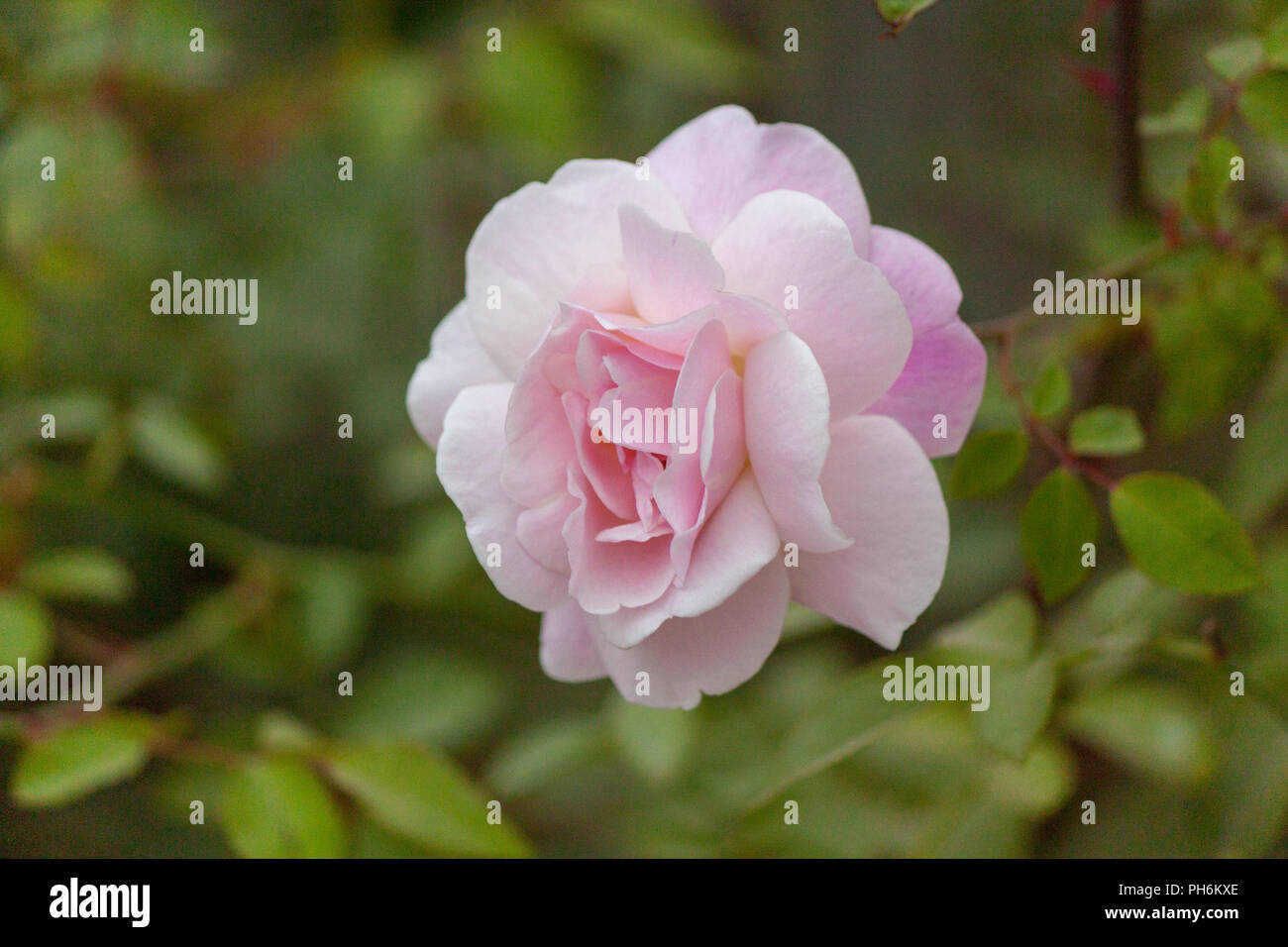 Running rose hi-res stock photography and images - Alamy