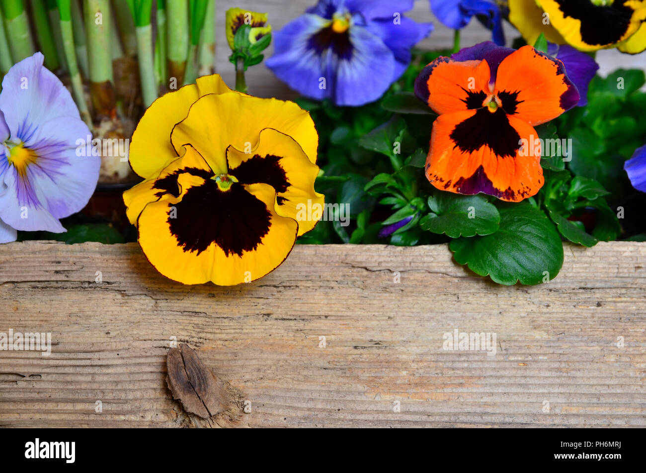 Spring flowers wood background Stock Photo - Alamy