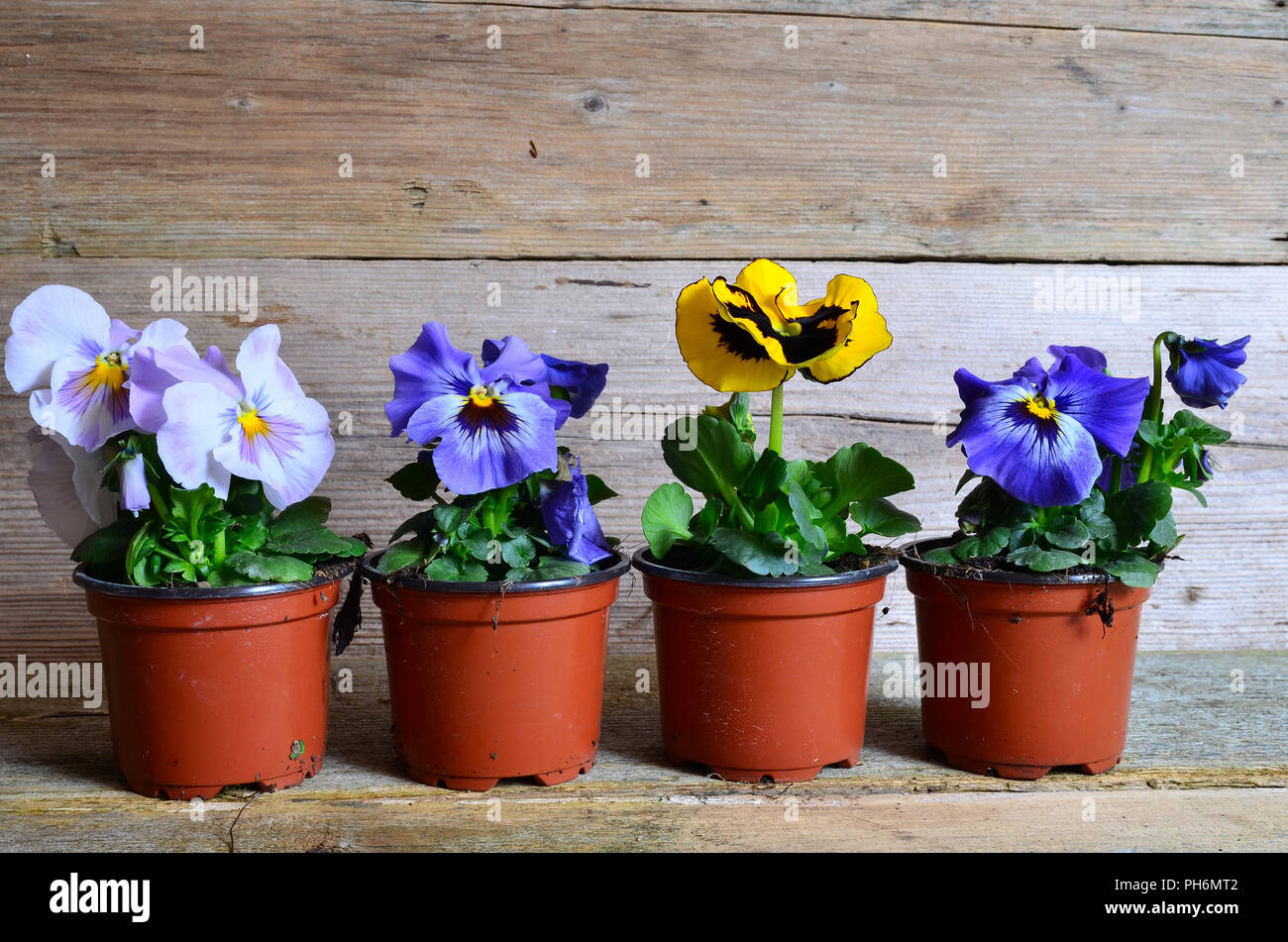 Spring flowers wood background Stock Photo - Alamy