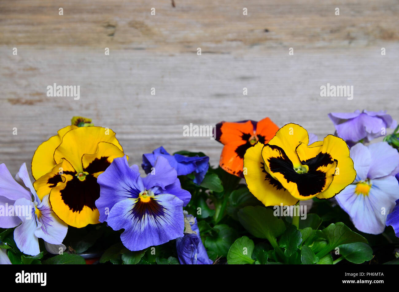 Spring flowers wood background Stock Photo - Alamy