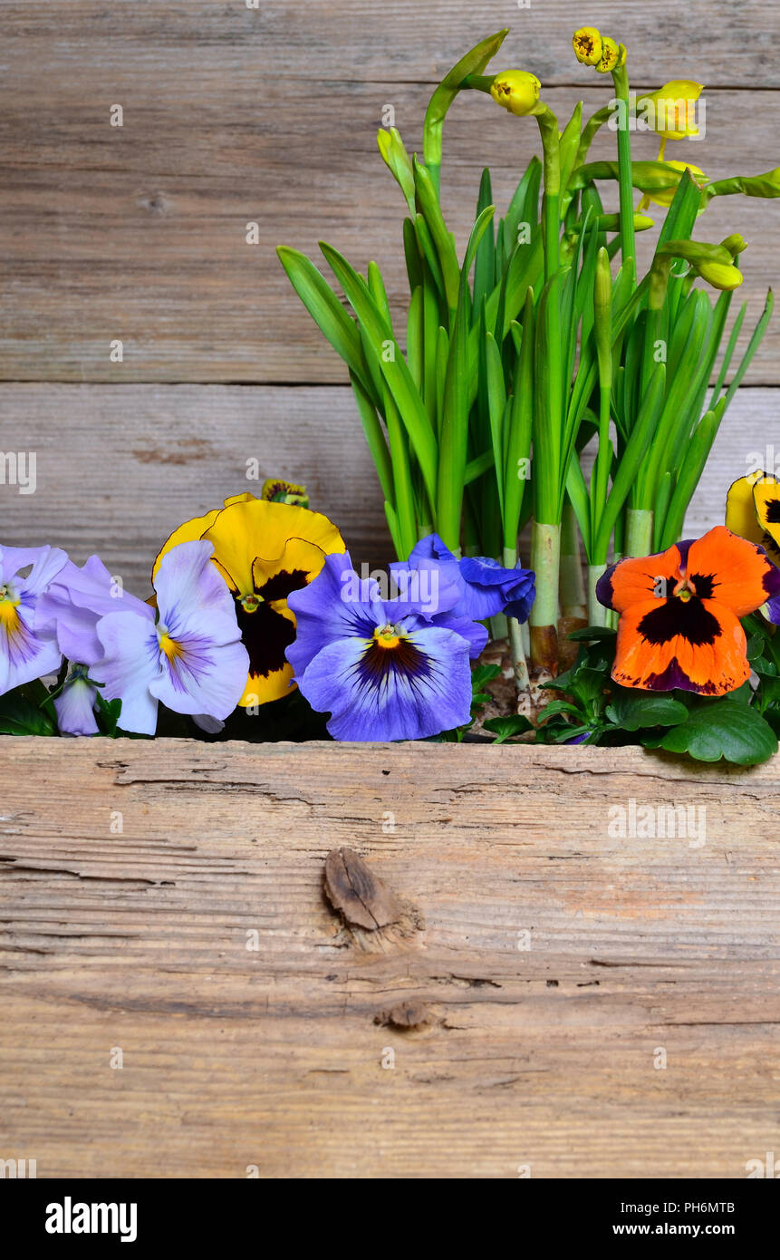 Spring flowers wood background Stock Photo - Alamy