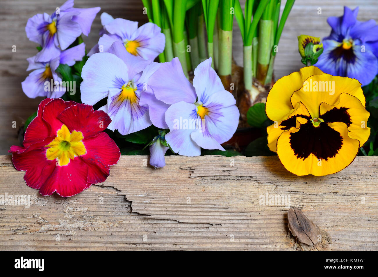 Spring flowers wood background Stock Photo - Alamy