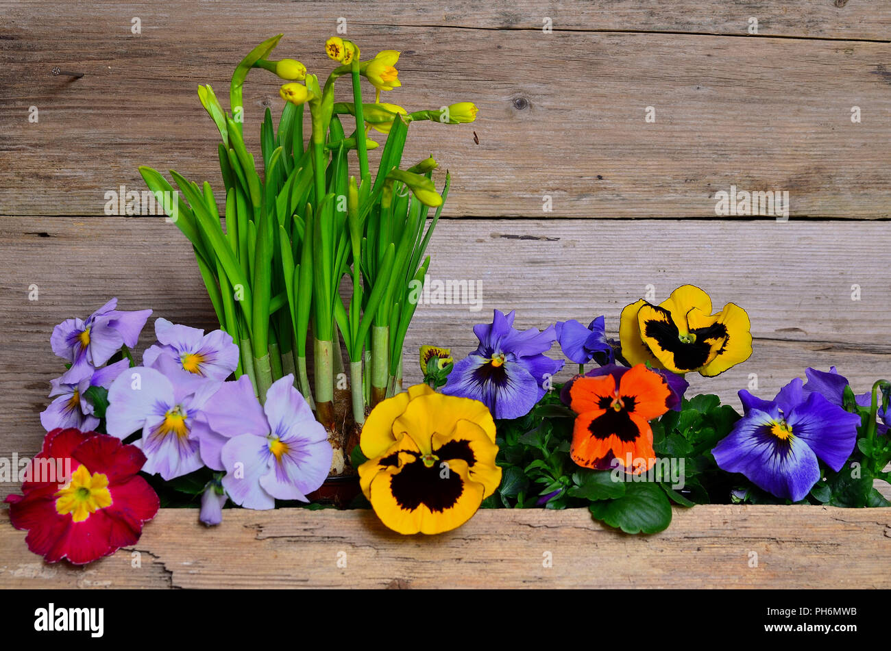 Spring flowers wood background Stock Photo - Alamy