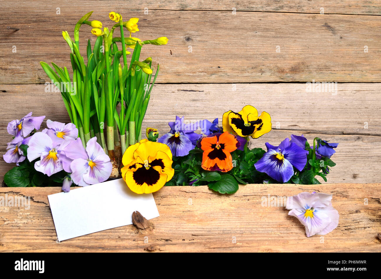 Spring flowers wood background Stock Photo - Alamy