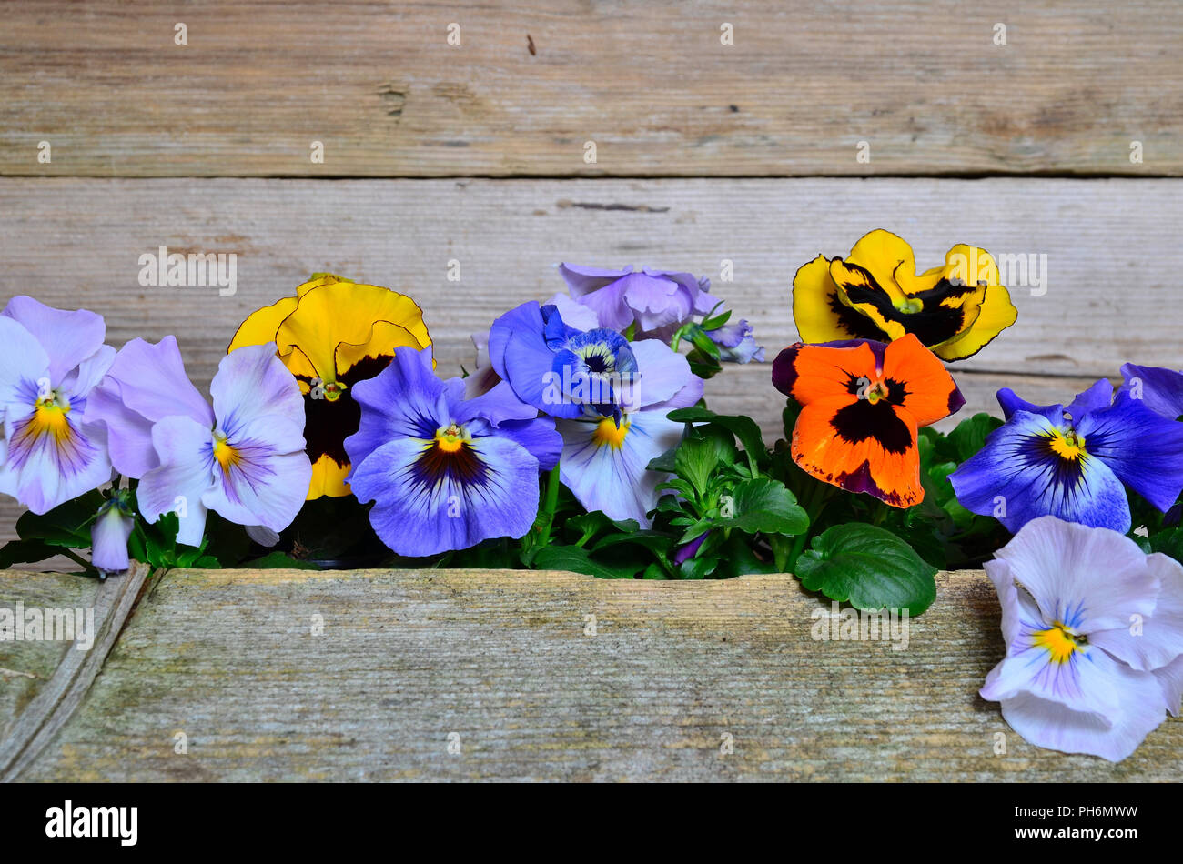 Spring flowers wood background Stock Photo - Alamy