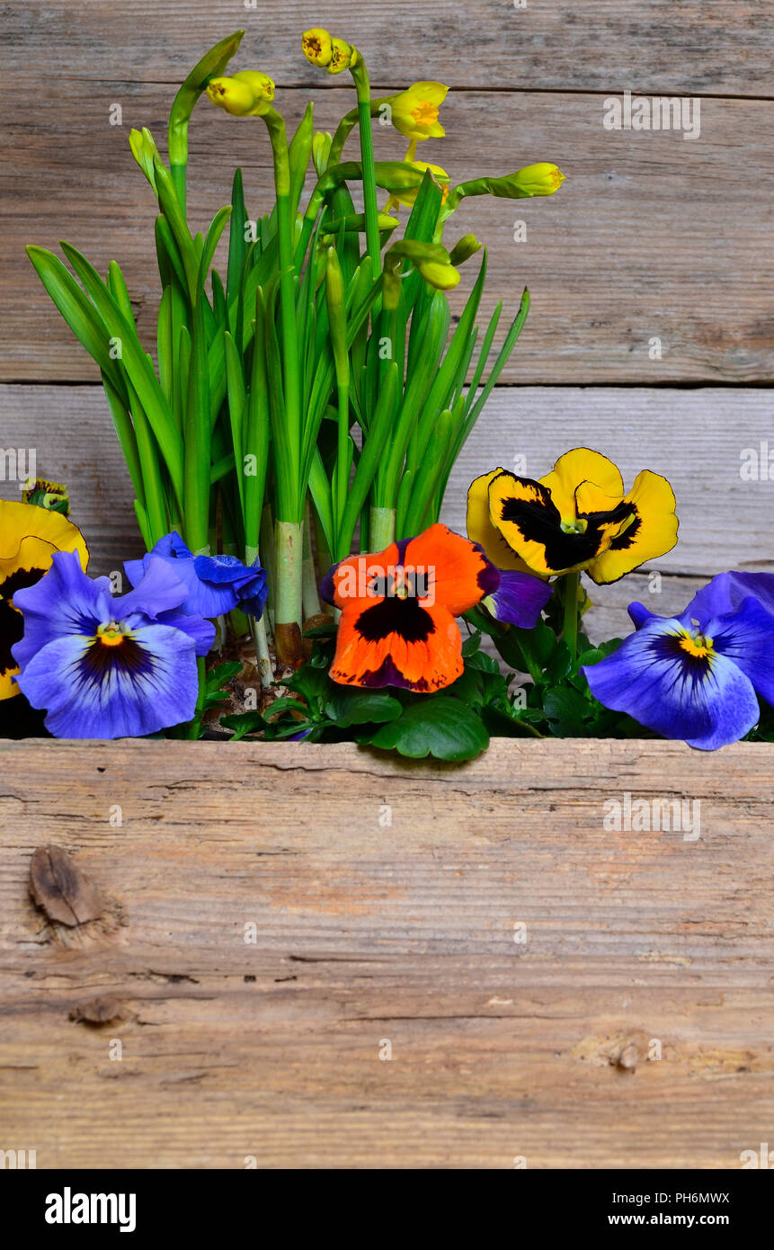 Spring flowers wood background Stock Photo - Alamy