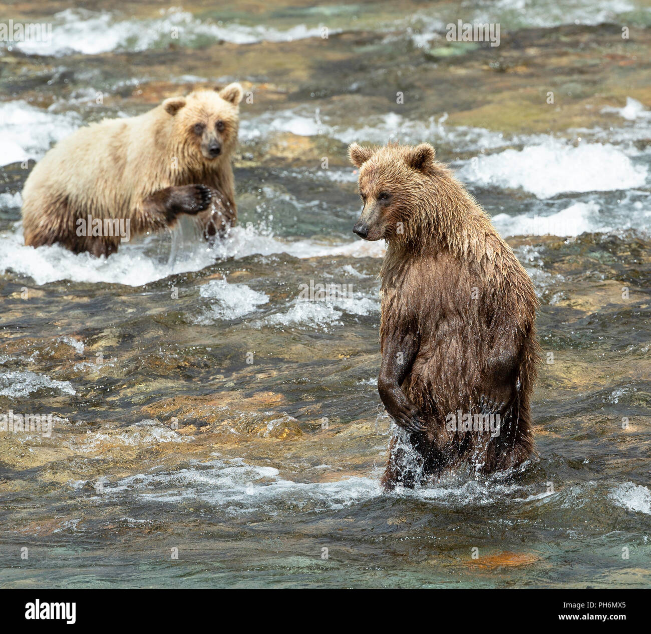 Grizzly bear standing upright hi-res stock photography and images - Alamy
