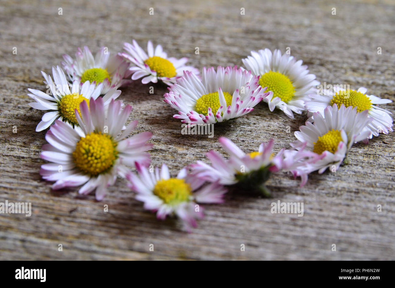 Daisy wooden background Spring Heart Stock Photo - Alamy