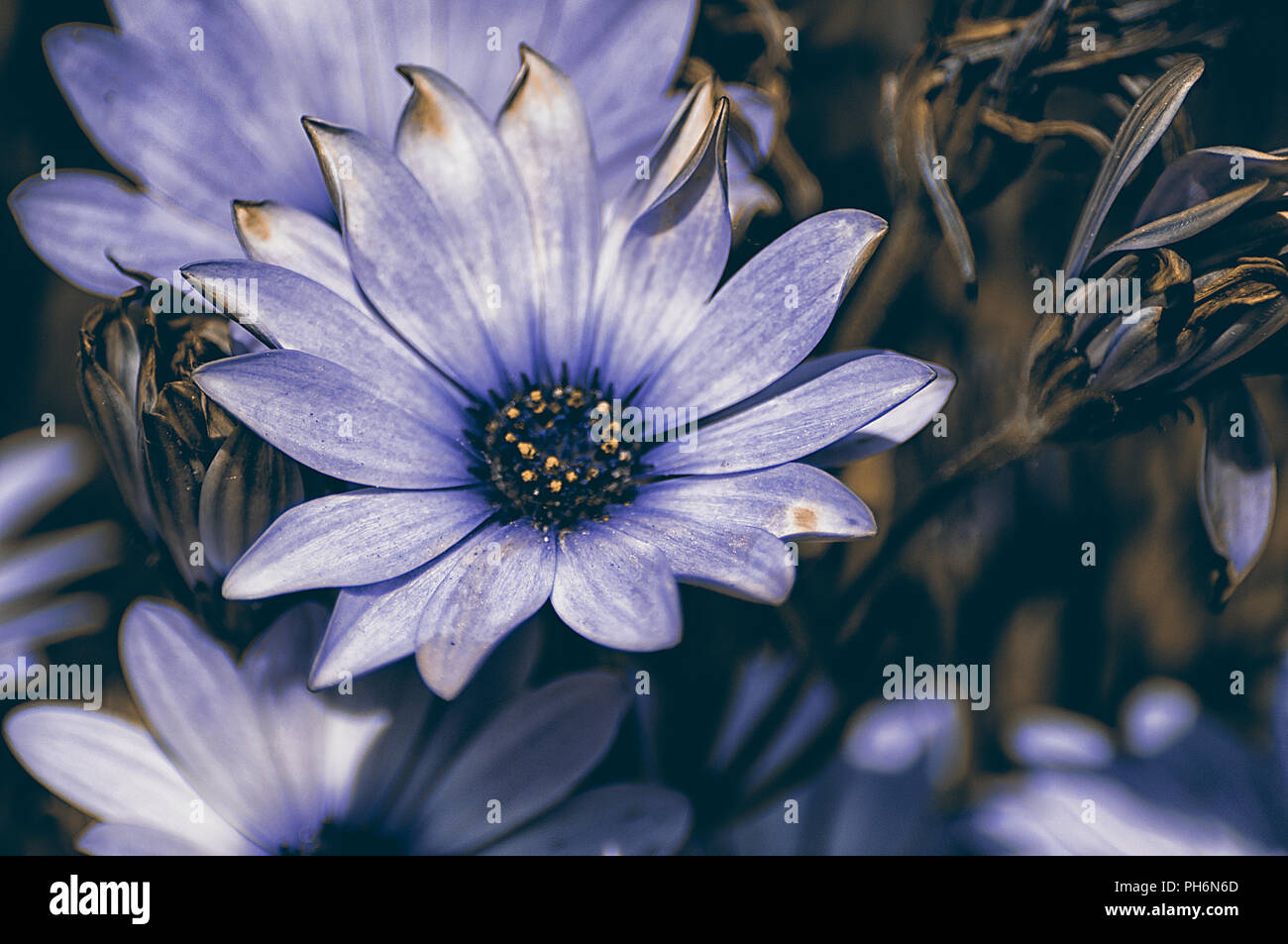 Mavi cicek hi-res stock photography and images - Alamy