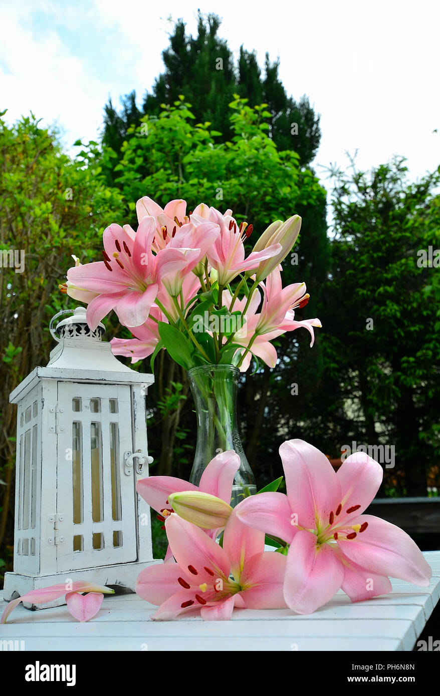 Lily garden hi-res stock photography and images - Alamy