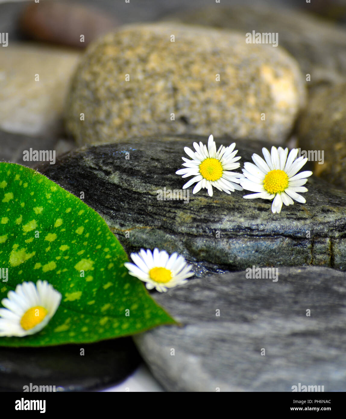 Wellness stones Balance Flower Stock Photo - Alamy