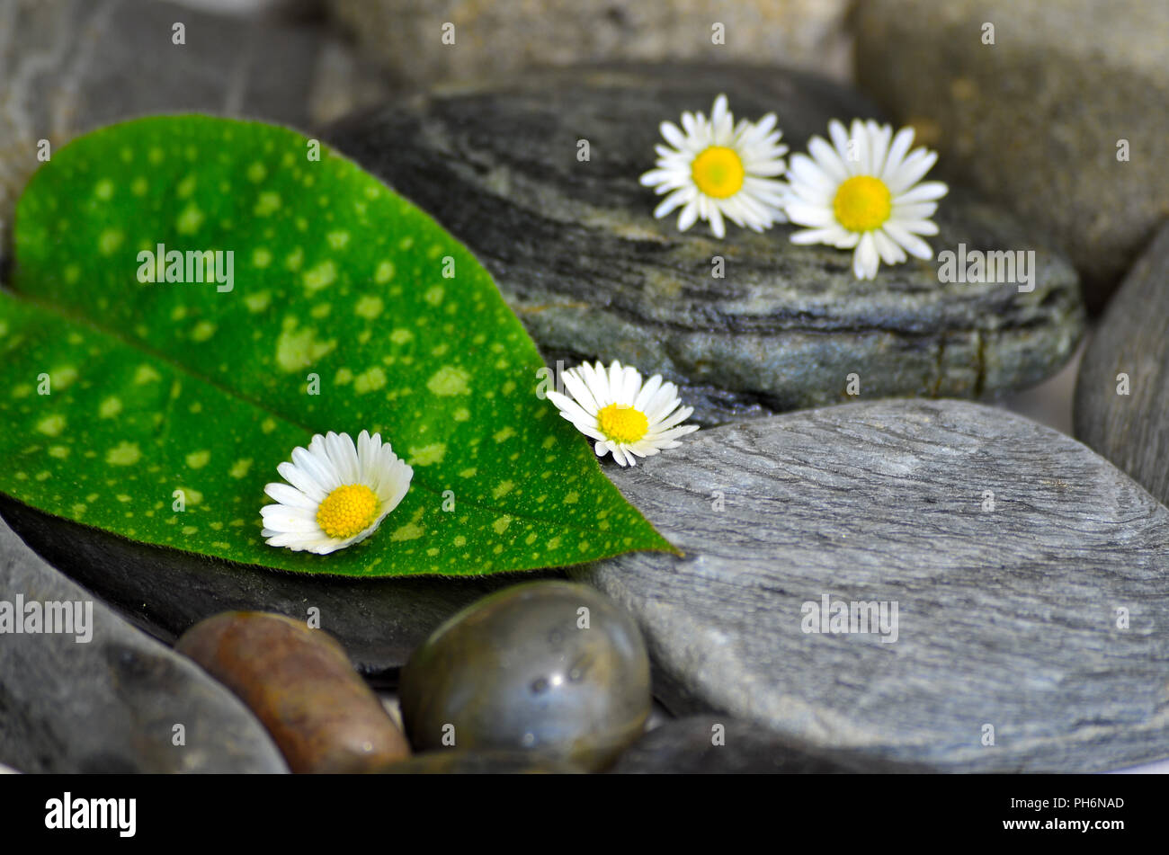 Wellness stones Balance Flower Stock Photo - Alamy