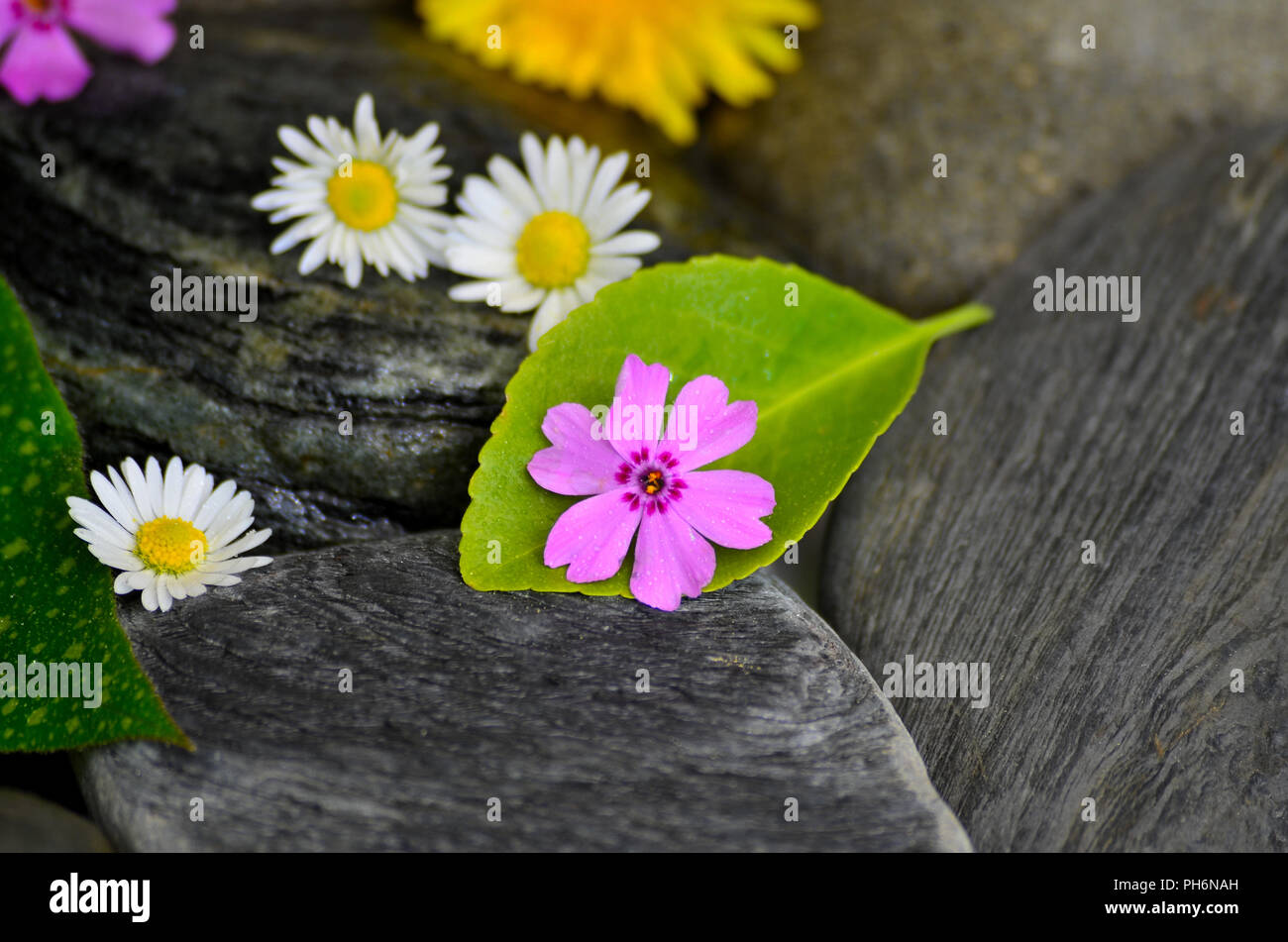 Wellness stones Balance Flower Stock Photo - Alamy