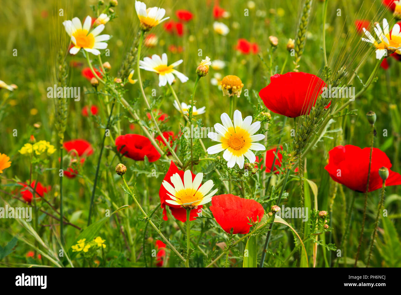 The flowers in the meadow are yellow hi-res stock photography and ...