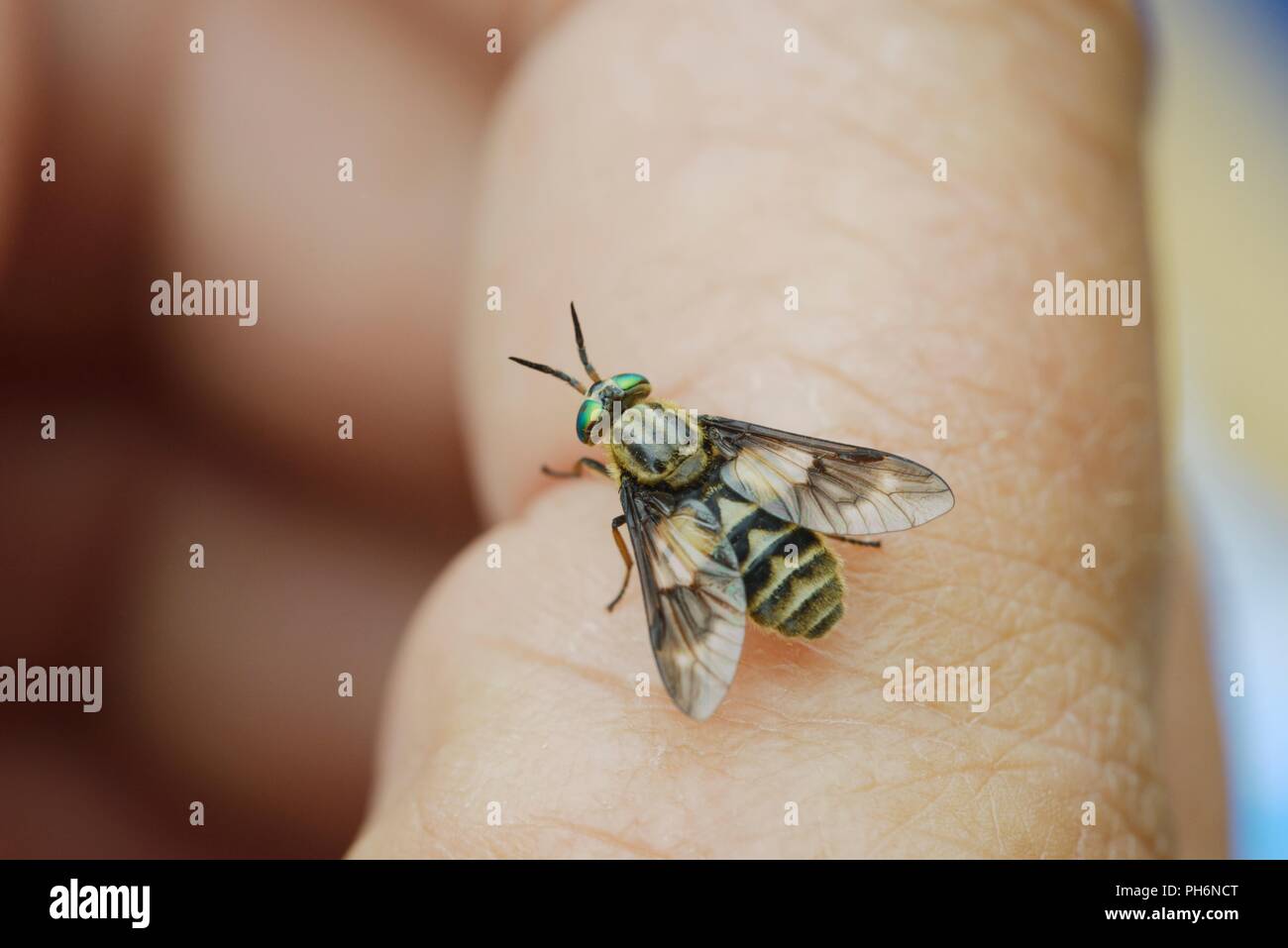 Biting insects High Resolution Stock Photography and Images - Alamy