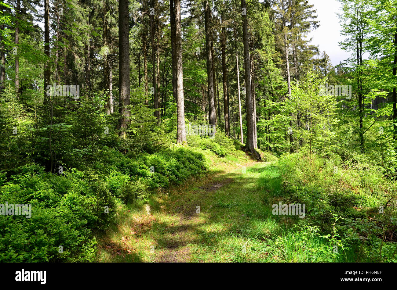 Forest stream plants Stock Photo - Alamy