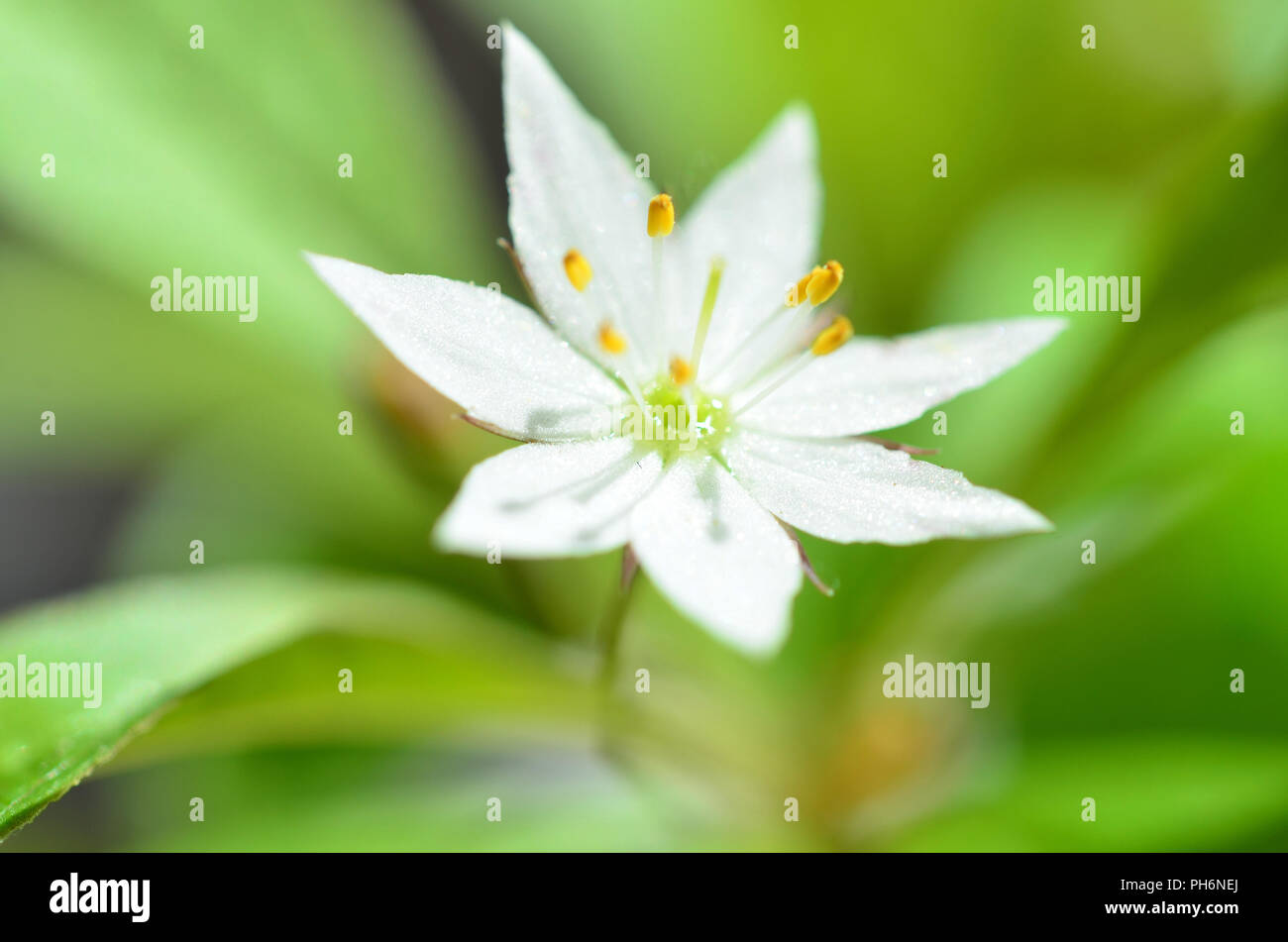Seven Star Flower Stock Photo - Alamy
