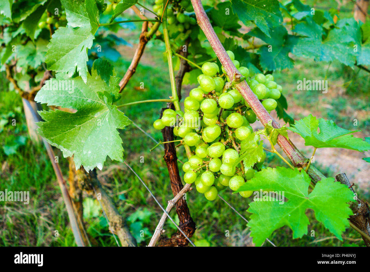Bundle of grapes hi-res stock photography and images - Alamy