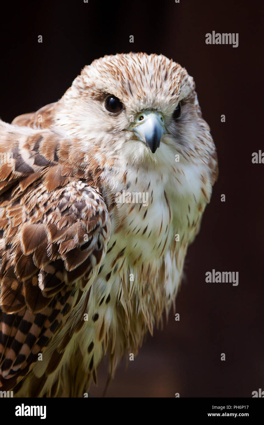 Saker Falcon Portrait Stock Photo - Alamy