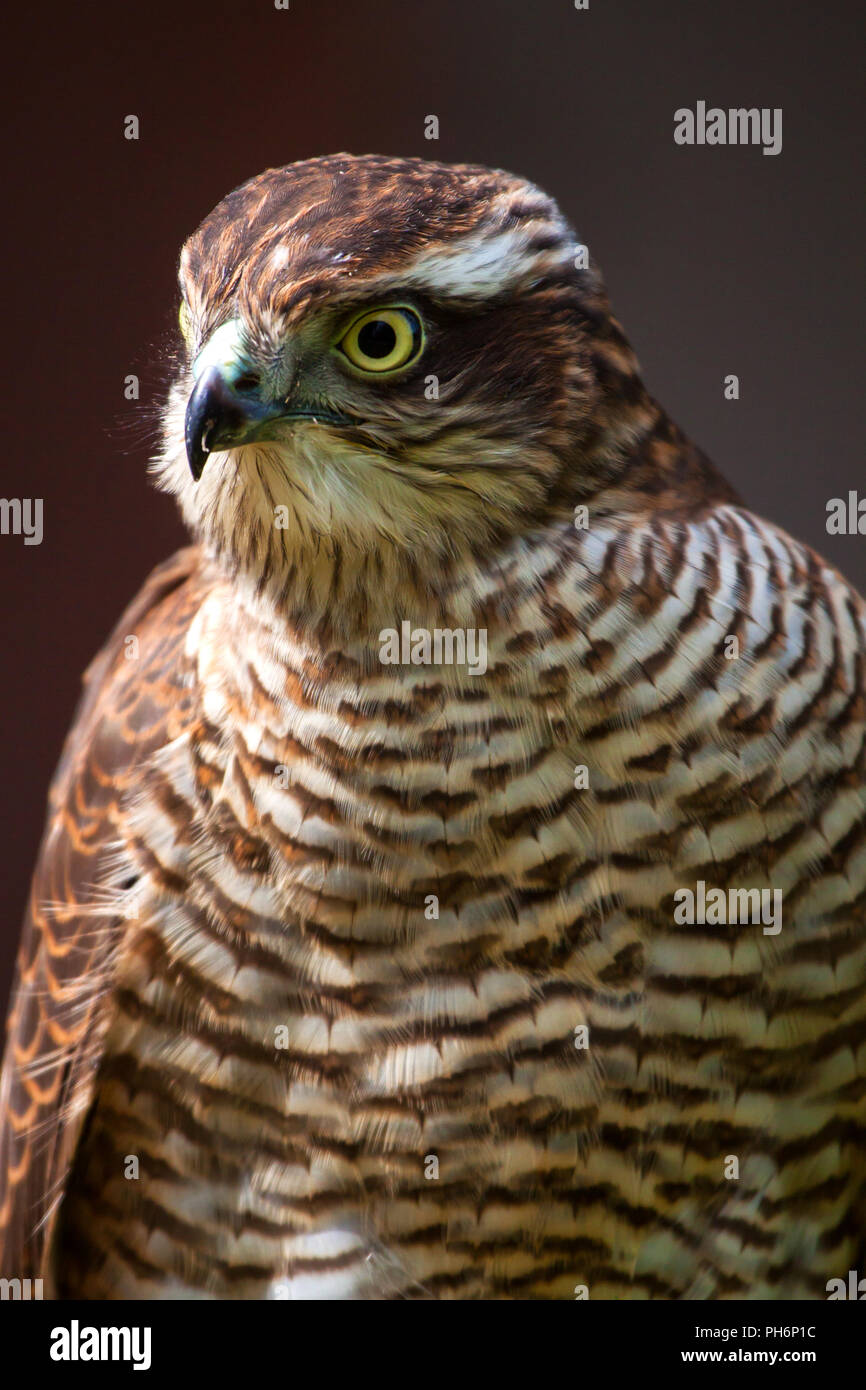 Sparrow Hawk portrait Stock Photo - Alamy