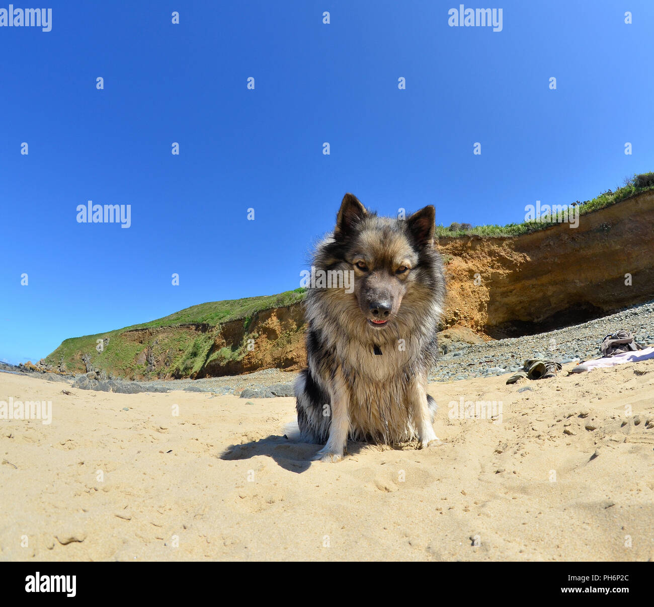 Dog sea beach Stock Photo - Alamy
