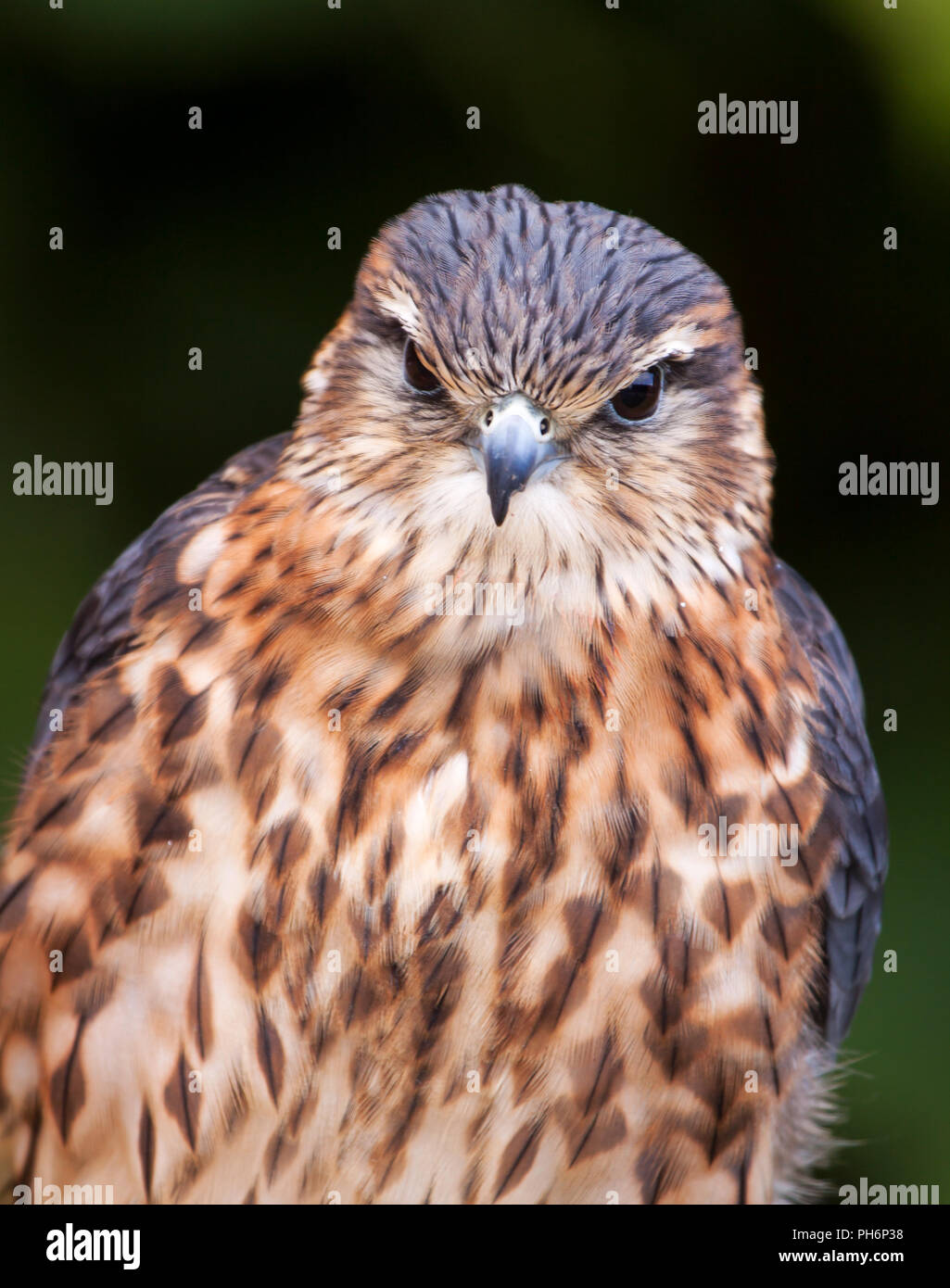 Merlin portrait hi-res stock photography and images - Alamy
