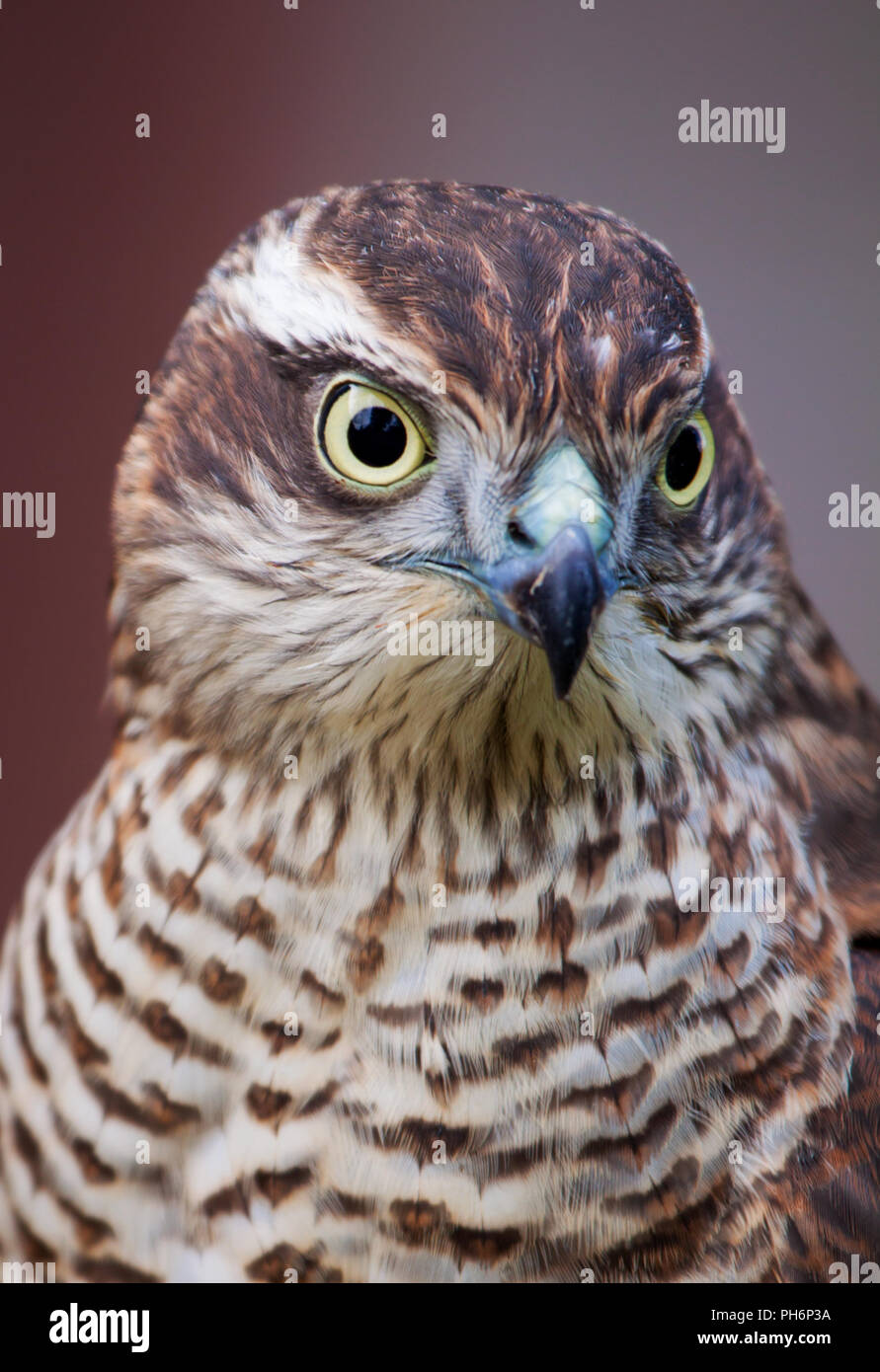 Sparrow Hawk portrait Stock Photo - Alamy