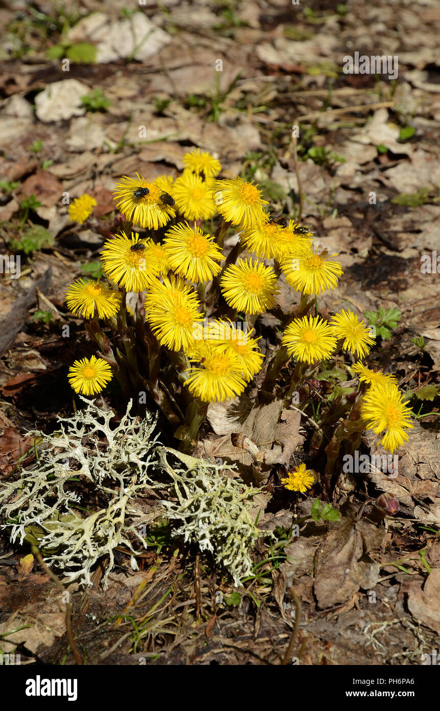 Huflattich; Tussilago farfara; Blueten im Vorfruehling Stock Photo - Alamy
