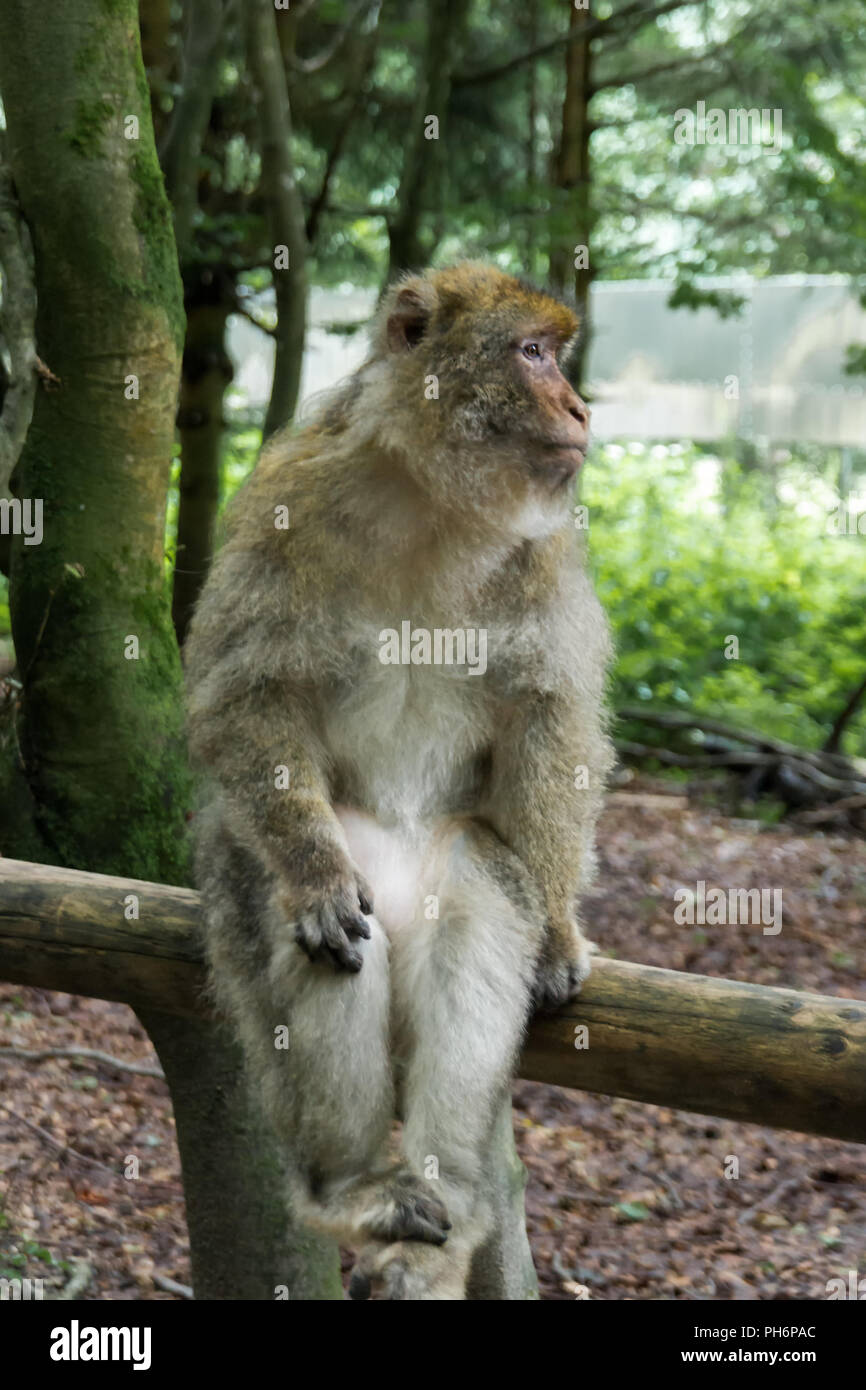 Monkey waiting hi-res stock photography and images - Alamy