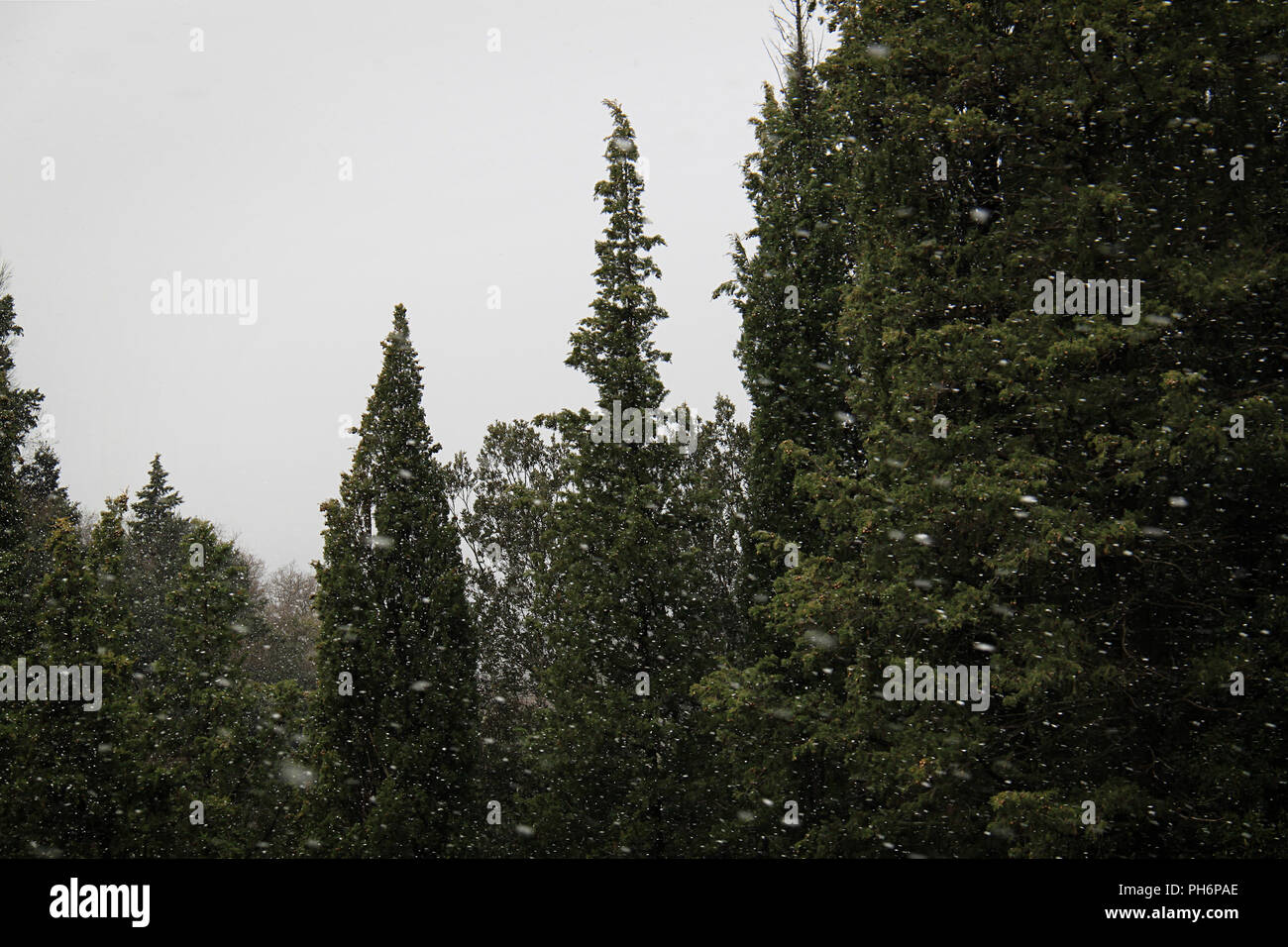 Falling snow over green trees in a magical atmosphere Stock Photo - Alamy