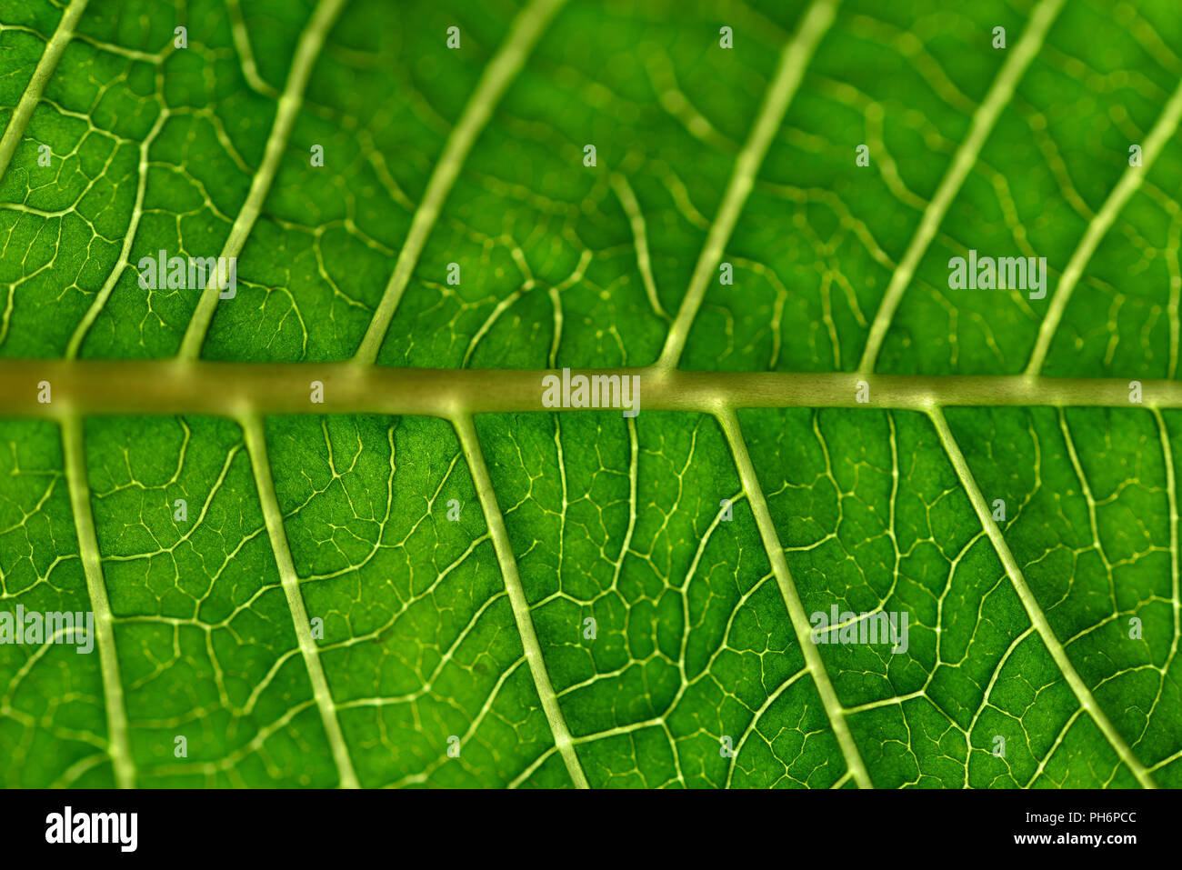 green leaf background macro Stock Photo - Alamy
