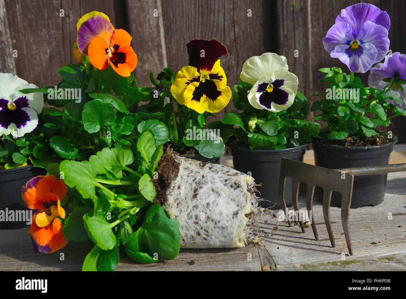Spring planting garden wood Stock Photo - Alamy