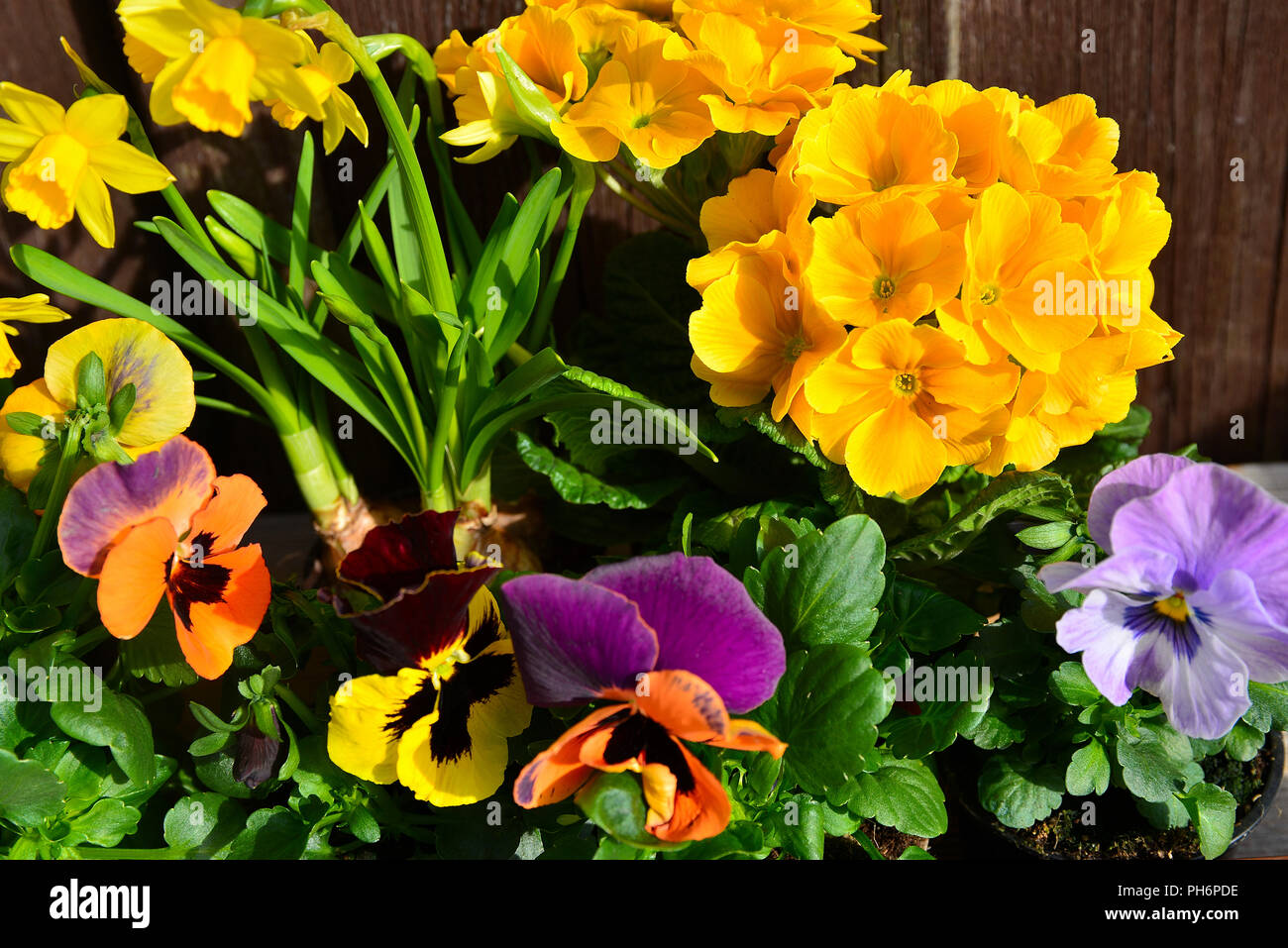 Spring planting garden wood Stock Photo - Alamy
