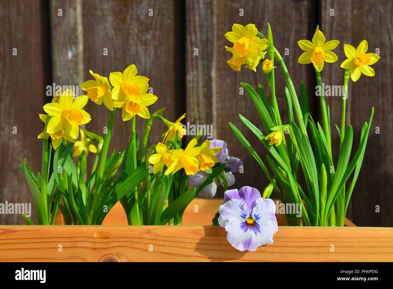 Spring planting garden wood Stock Photo - Alamy