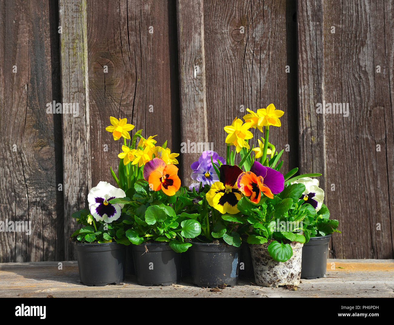 Spring planting garden wood Stock Photo - Alamy