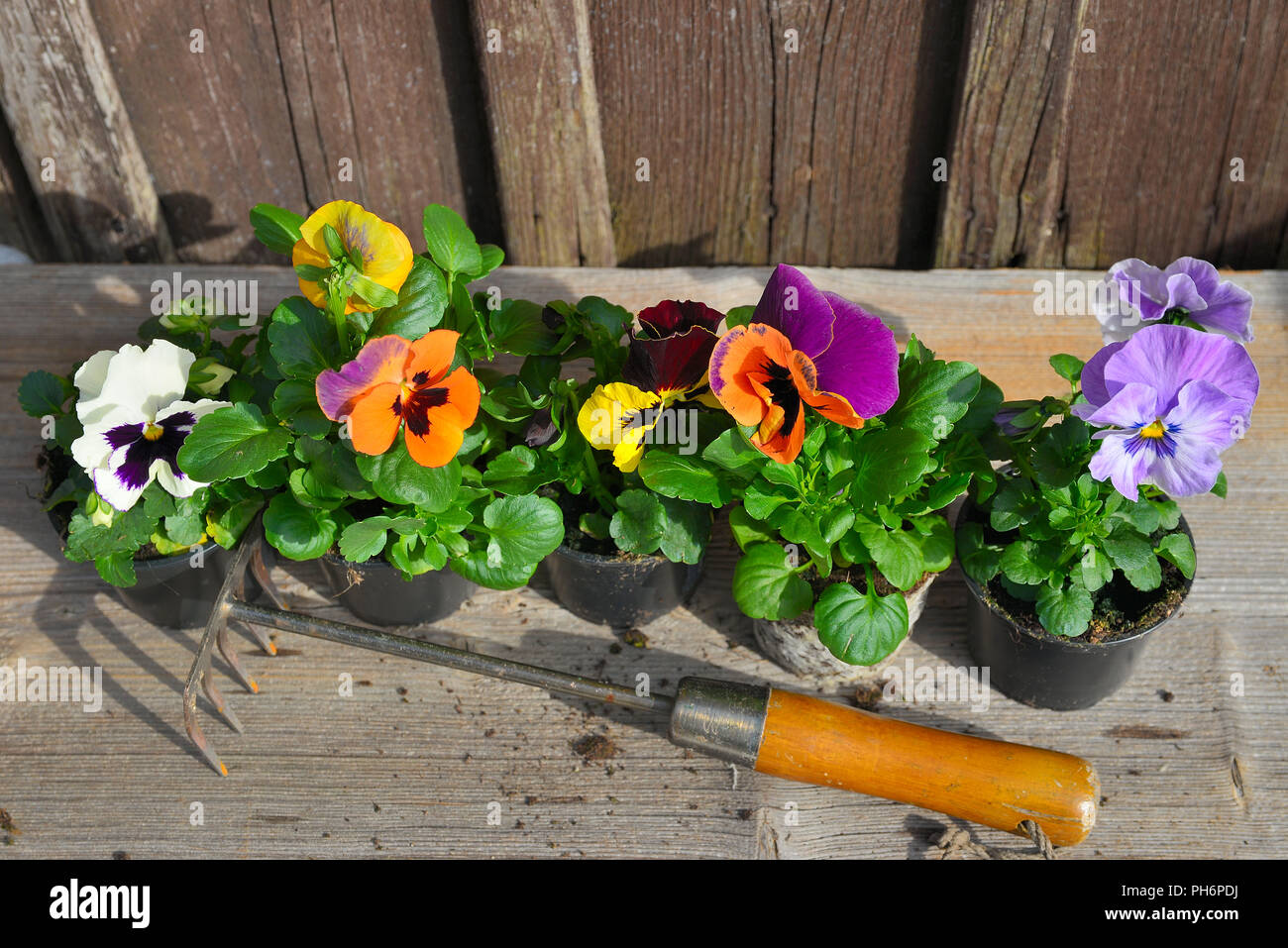 Spring planting garden wood Stock Photo - Alamy